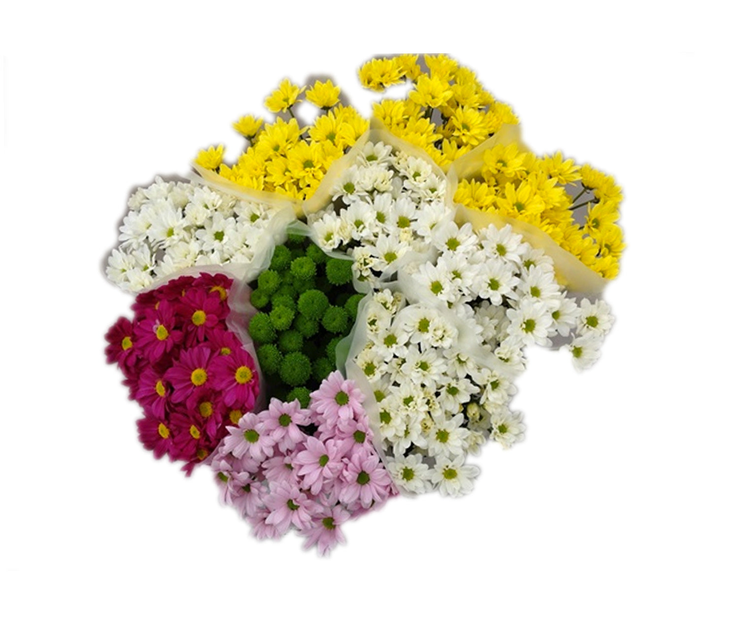 Daisy Assorted – The Flowers Empire
